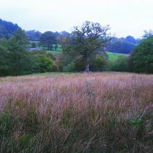 Meadows and Pastures | Fforest Fawr